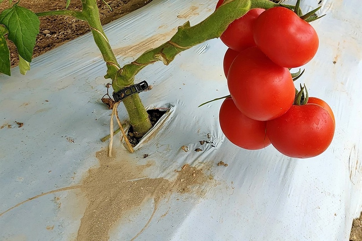 Biodegradable and compostable mulch sheet