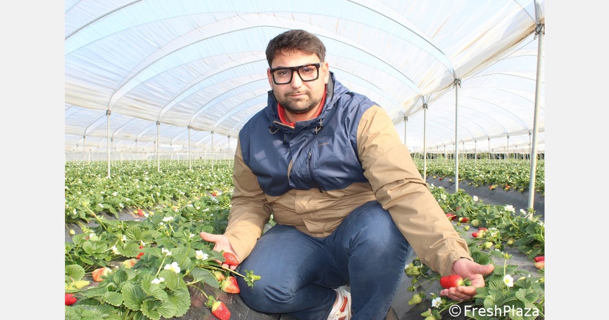 Strong demand for strawberries across all distribution channels