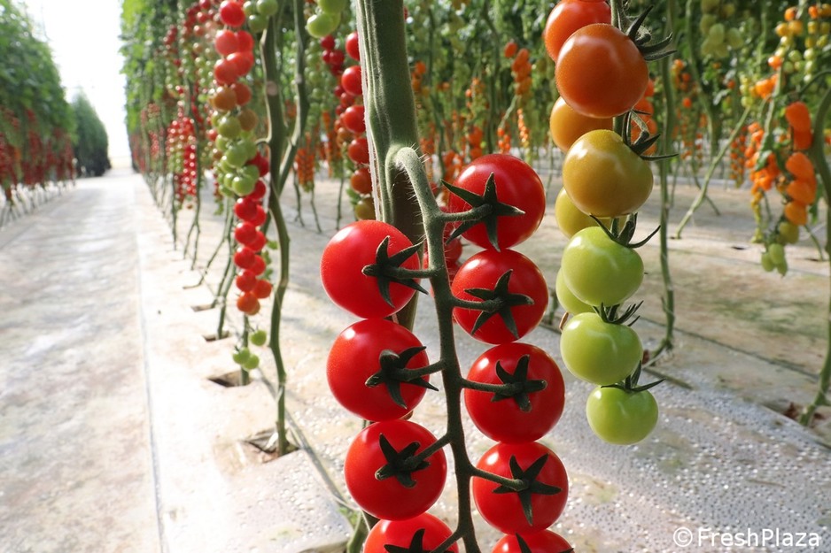 Tomato tolerance to climate change