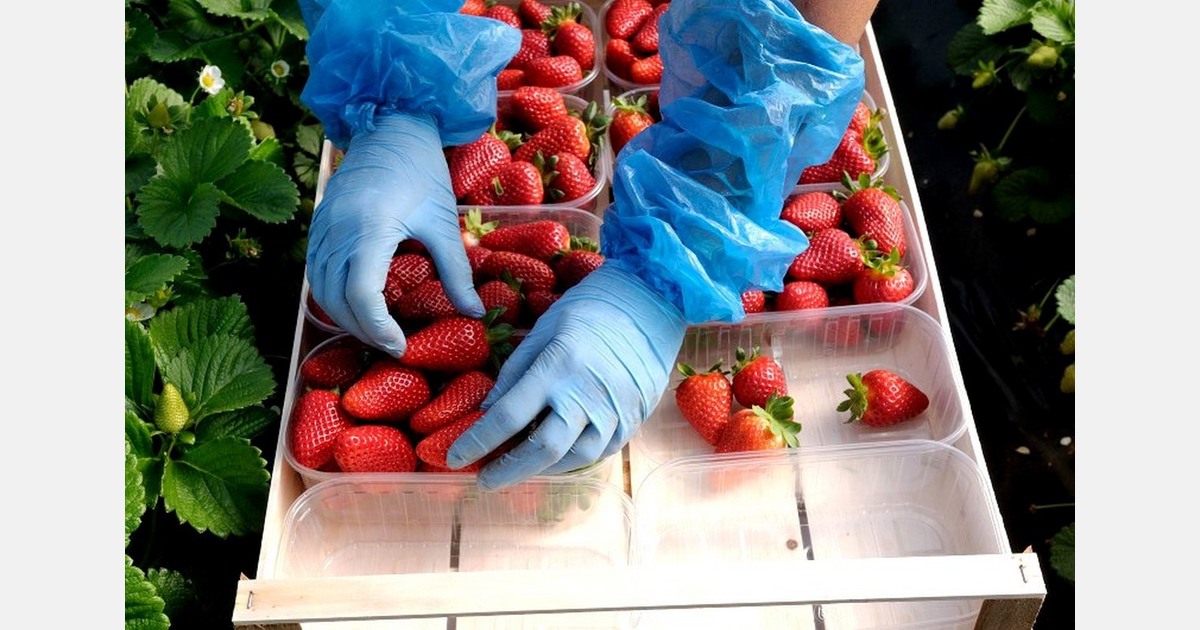A historic milestone for a mature and united strawberry sector