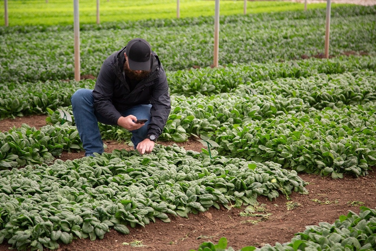 Fresh-cut novelties take center stage