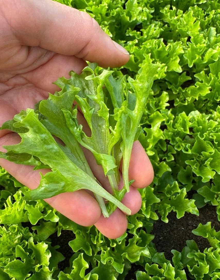 Italian innovation for the baby leaf sector