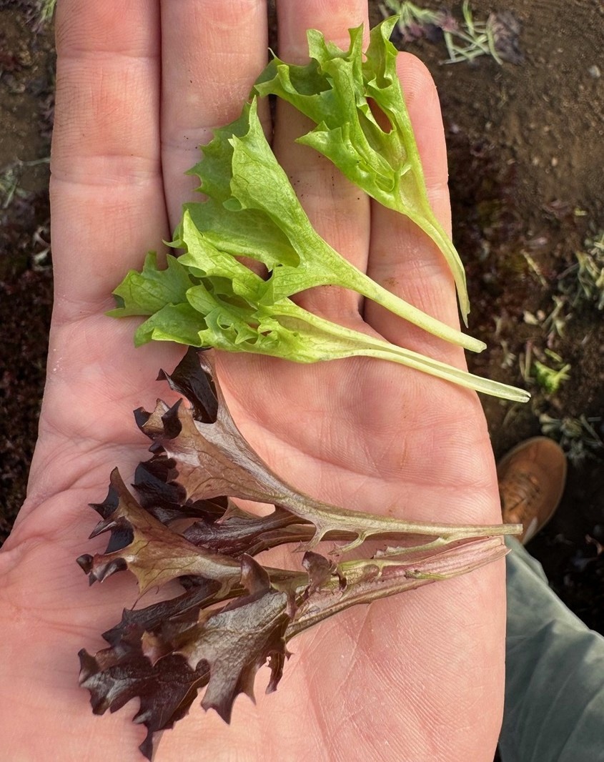 Italian innovation for the baby leaf sector