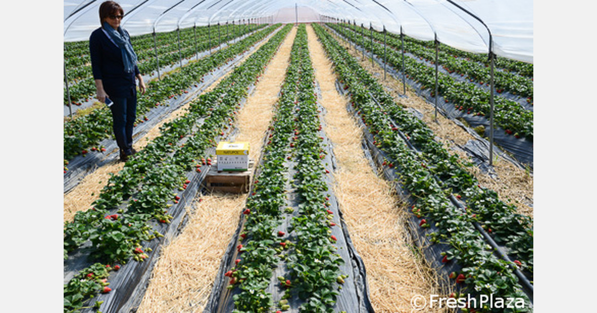 Italy: Photo report on Candonga strawberries' harvest