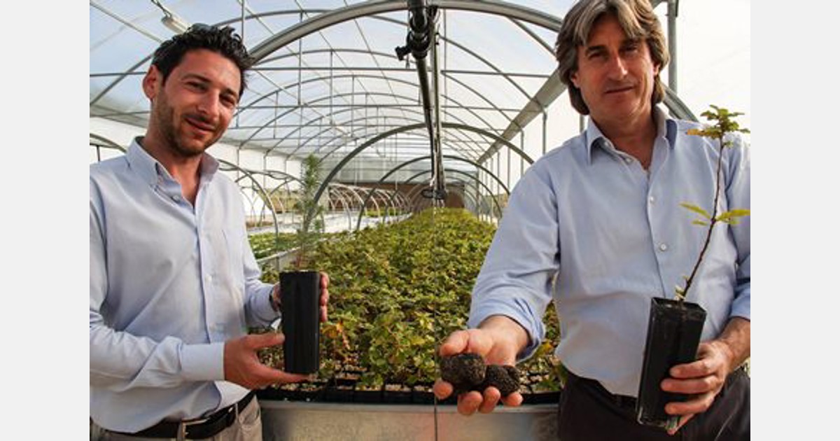 Italy: cultivating truffles in the greenhouse