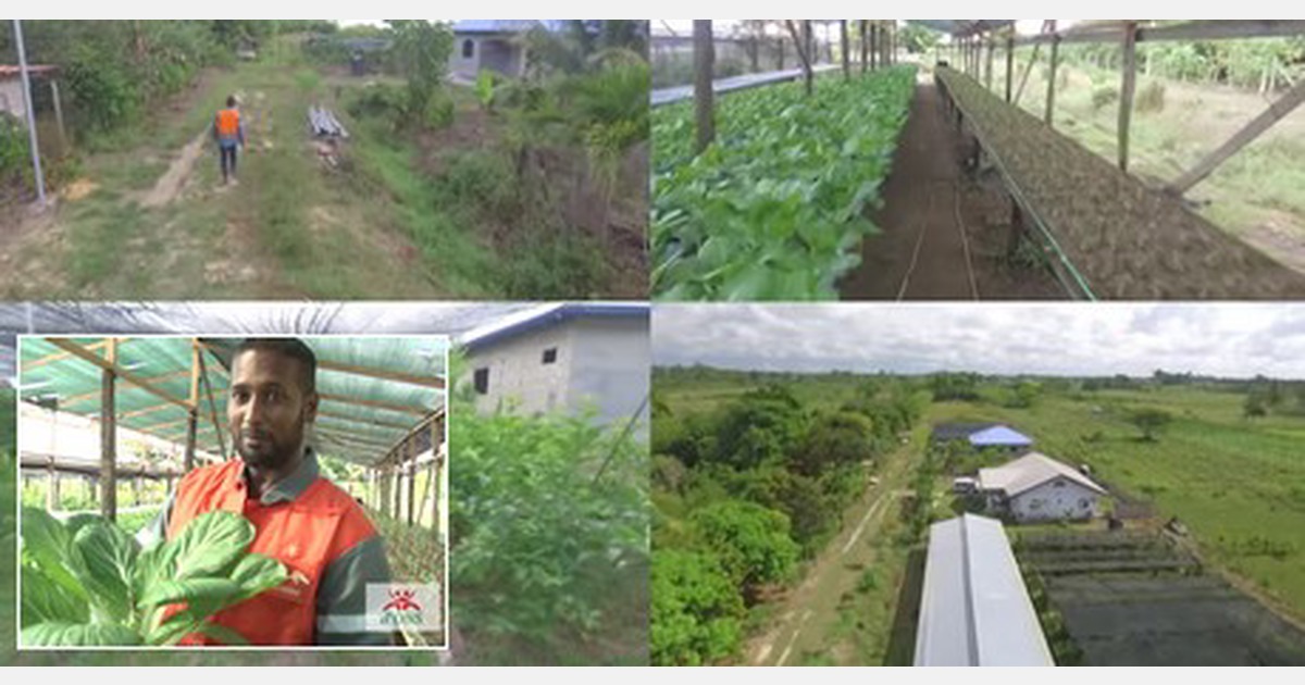 Grower of bitawiri, soup vegetables, pumpkins and peppers wins ...