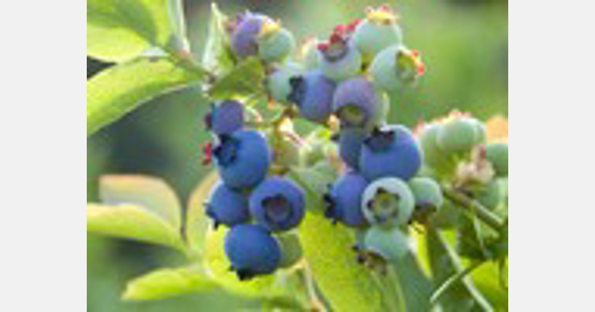 New substrate for blueberry cultivation in containers