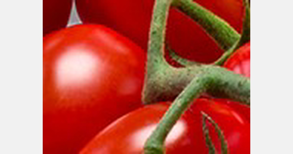RedStar tomatoes will soon be on Dutch shelves as an AH house brand