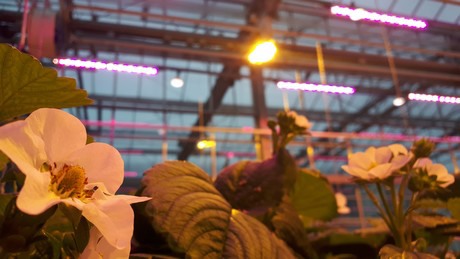 Growing strawberries year-round with varieties for lighted winter ...