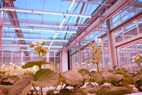 Growing strawberries year-round with varieties for lighted winter ...