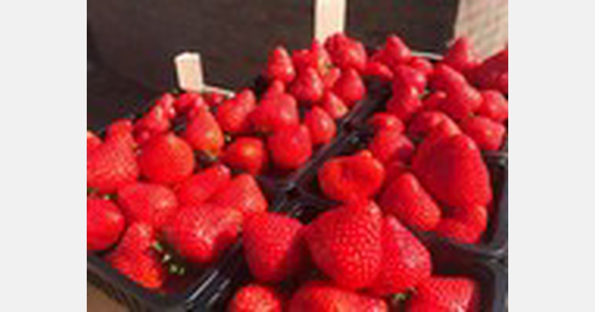 How to grow Sonsation