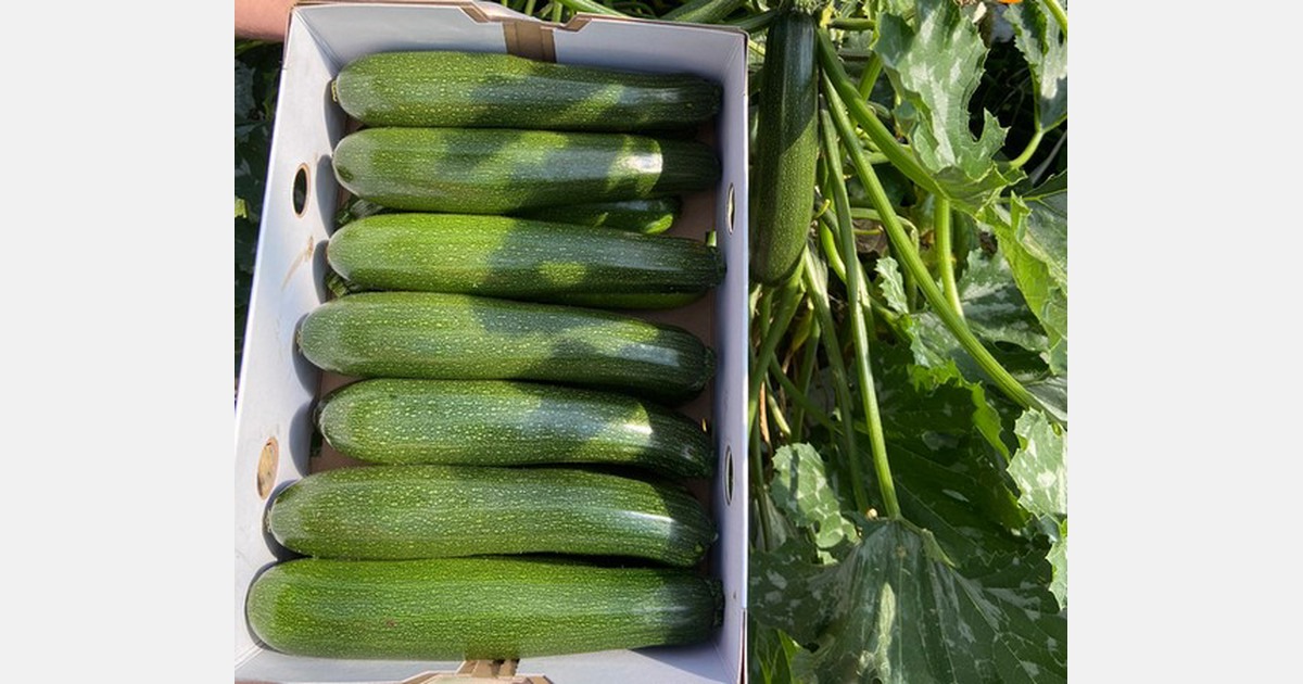 "Now it's all about cutting courgettes"