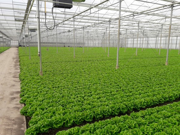 Dutch lettuce grower cultivates throughout the summer