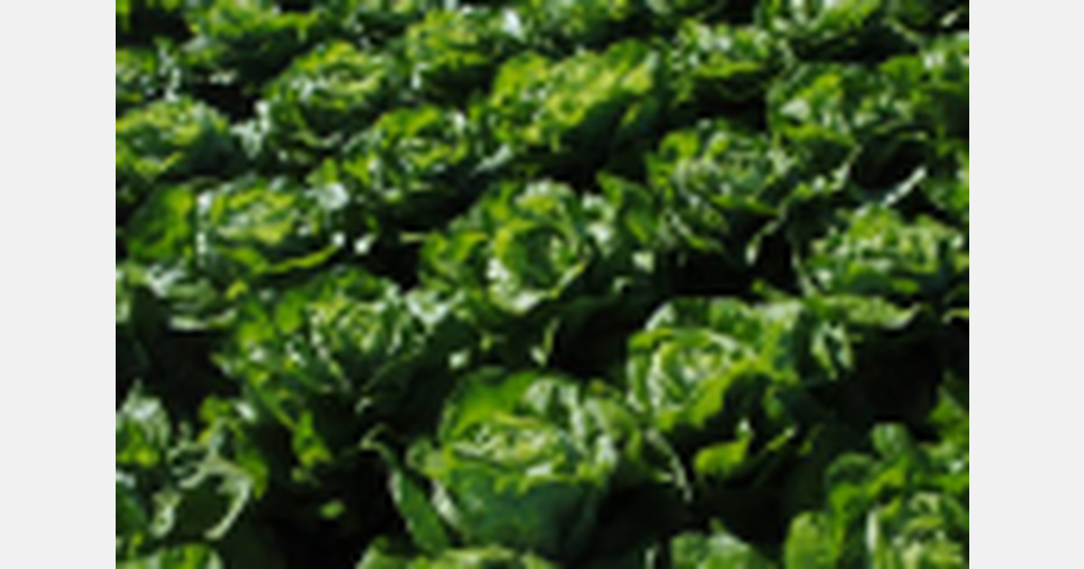 Bama (Norway) reopens vegetable processing plant after corona infections