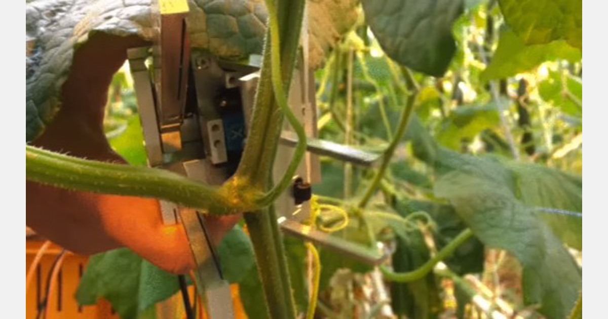 Cucumber deleafing robot fitted with a decontamination unit