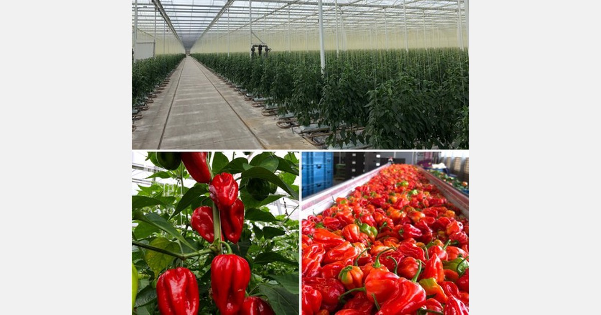 Dutch chili peppers gaining importance on the European market