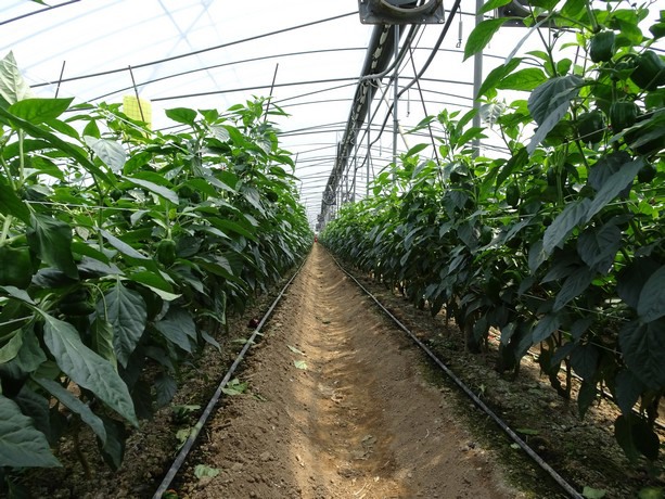 Battling CGMMV with seed treatment