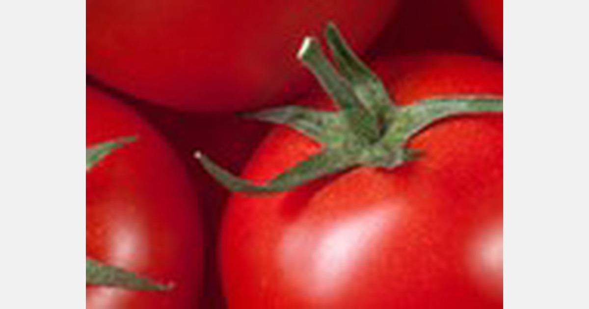European tomato goes mad in August