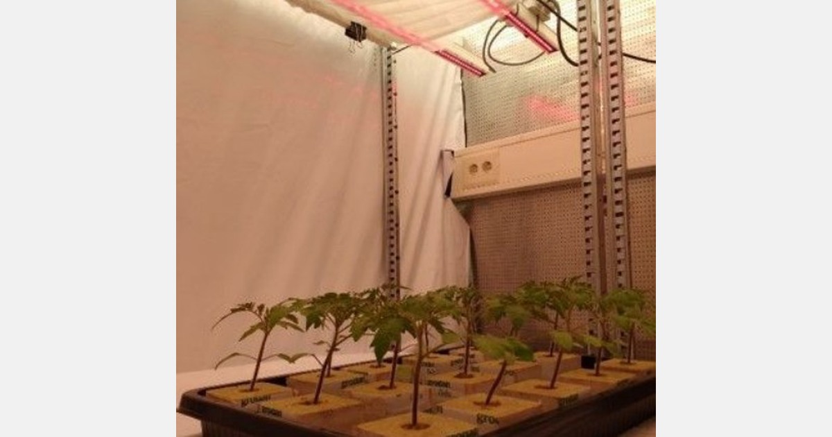 How does change in red-far red ratio do with plant pests?