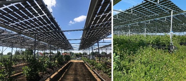 "Transparent solar panels offer opportunities in energy transition"