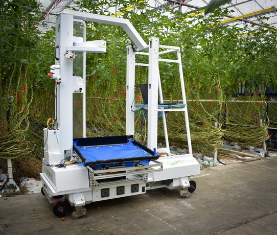 AppHarvest's harvest robot picks snack tomatoes in Dutch Greenco greenhouse