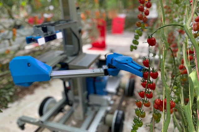 Japanese tomato harvest robot in action in Tomatoworld
