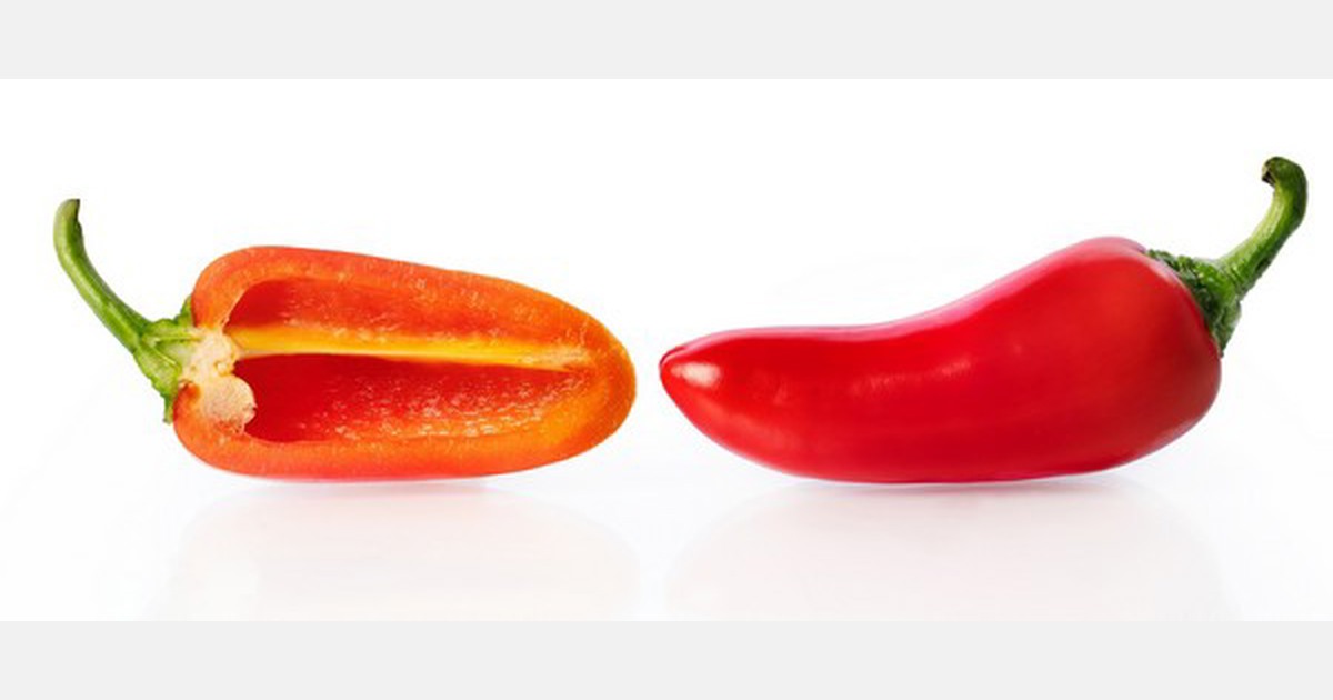 Seedless snack peppers latest result of change in breeding programme