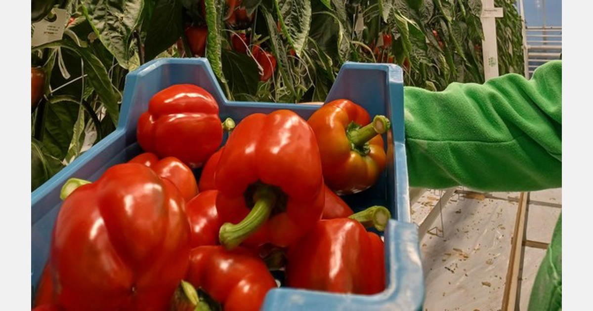 Belgian researchers harvest first red bell peppers before Christmas