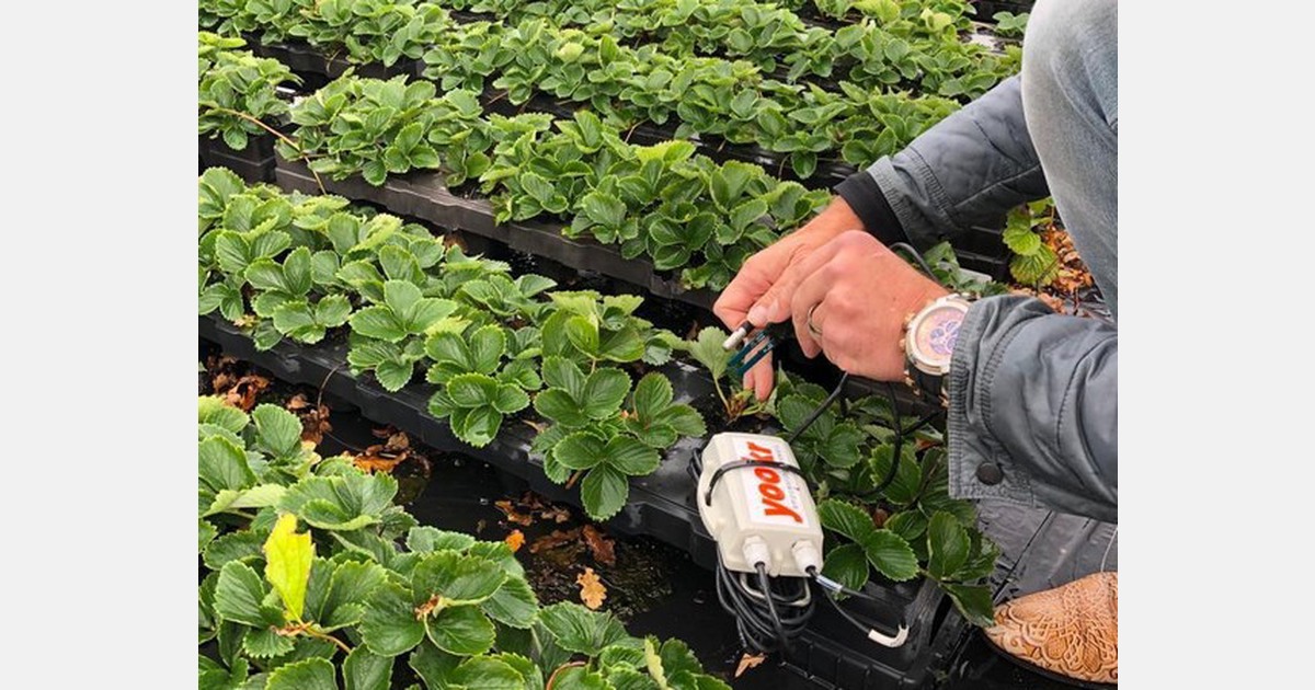 Growers could measure fruit and vegetable vitamin content themselves