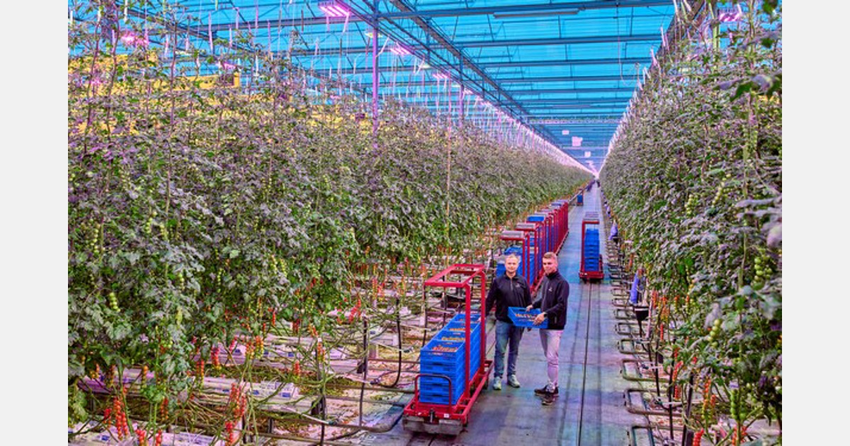 Dutch growers switch to brand new LED cultivation system
