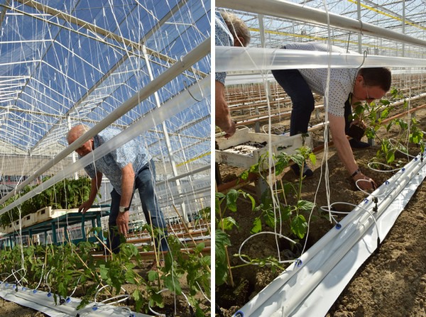Dutch newly organic growers place first plants in greenhouse