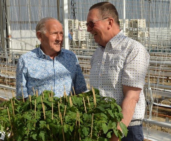 Dutch newly organic growers place first plants in greenhouse