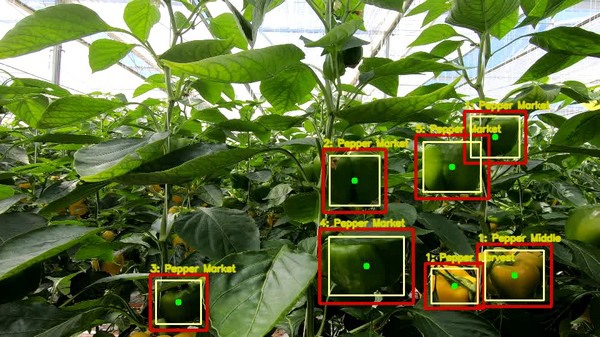 Digital pepper growing: "The innovation lies in the application of ...