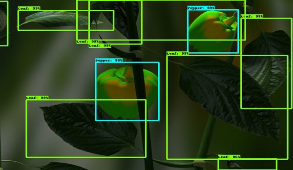 Digital pepper growing: "The innovation lies in the application of ...