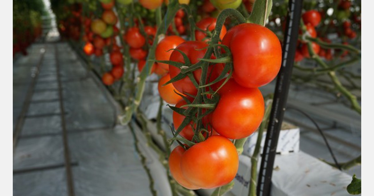 European tomato prices fell more than usual in June