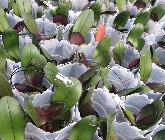 "With the Plant Monitor, you truly get to know your plants”