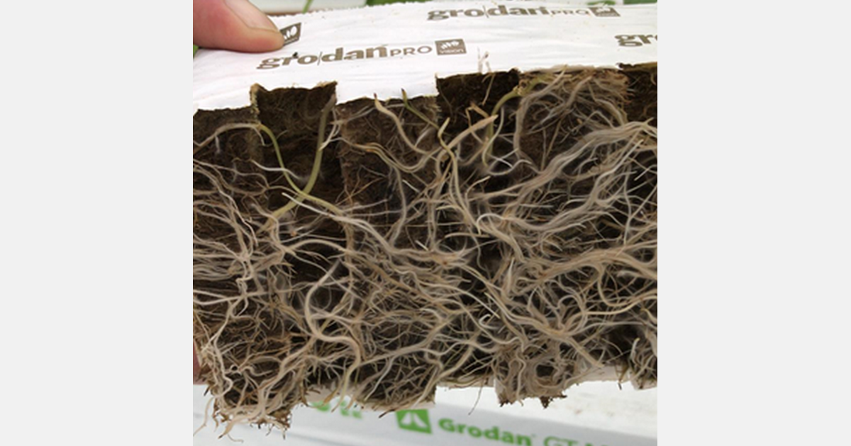 "Start early with crop protection against root diseases"
