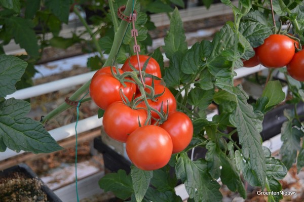 150 hectares of autumn tomato in the Netherlands during winter 2022-2023
