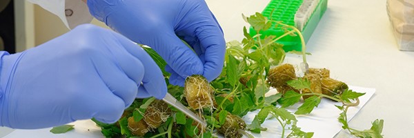 "Plant loss? Investigate what causes it"