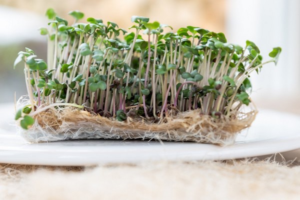 Sustainable growing substrate made from waste product