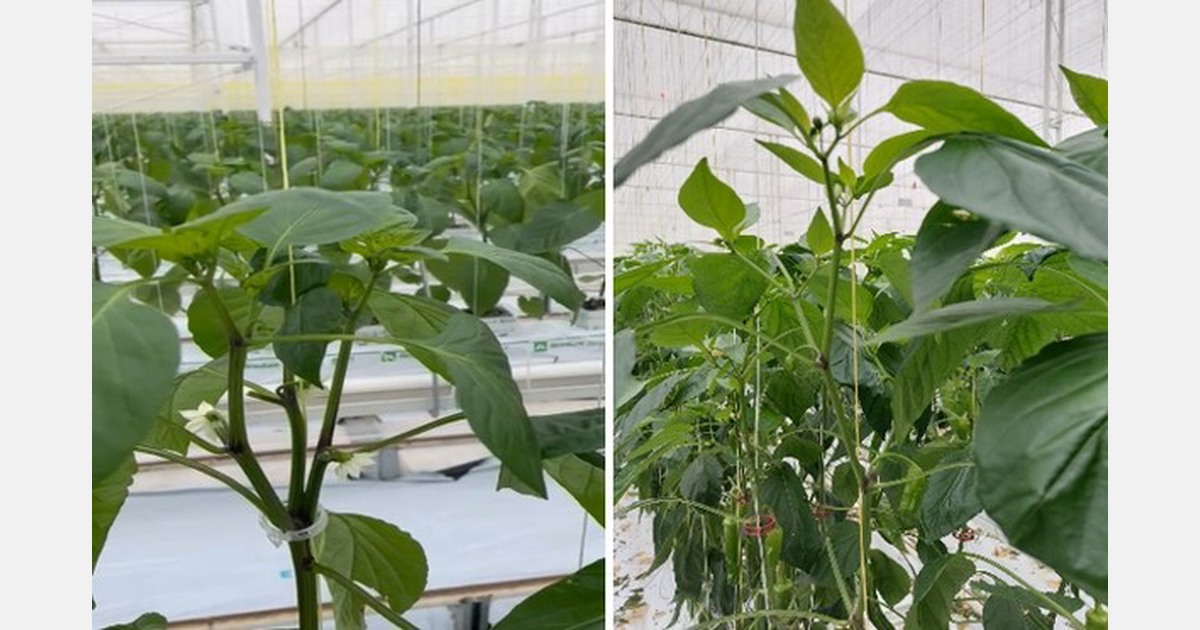 Finding the right balance in pepper crops
