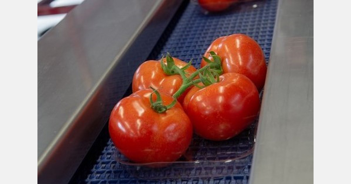 European tomato prices at least 9% above 5-year average in November
