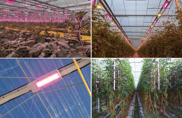 LED growing tomato: Moisture, evaporation and sometimes still 'cakey ...