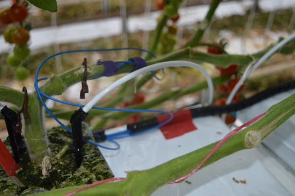 Tomatoworld engaged in data-driven cultivation