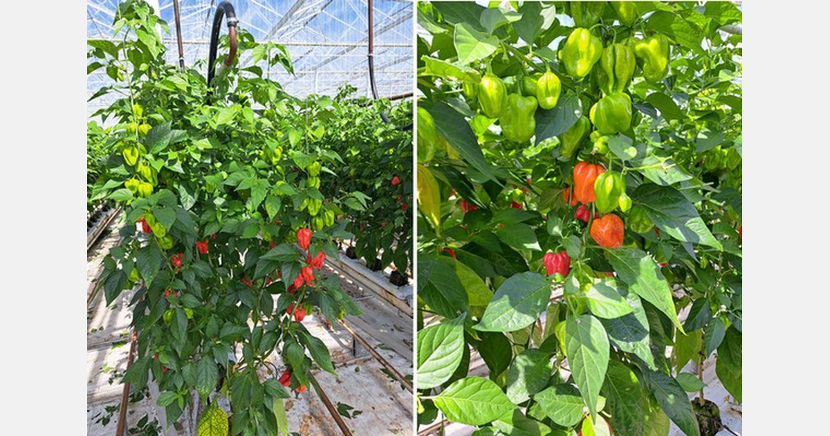 Dutch chili grower invests in water quality: "You want to build up a ...