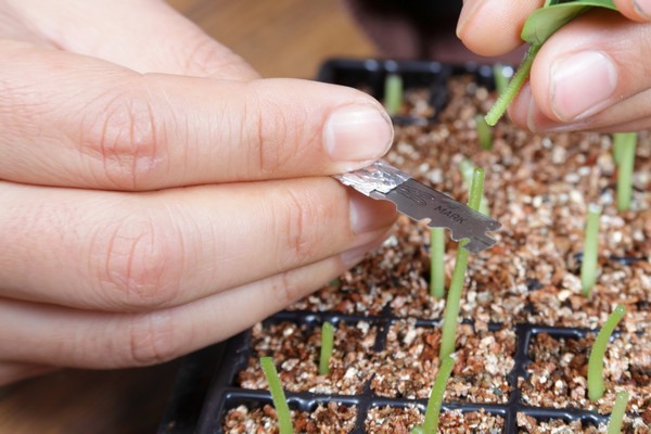 Takii rootstocks discovered in high-tech cultivation