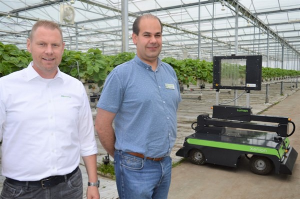 Demonstration UV-C robot in strawberry: "Reliable fighter against mildew"'