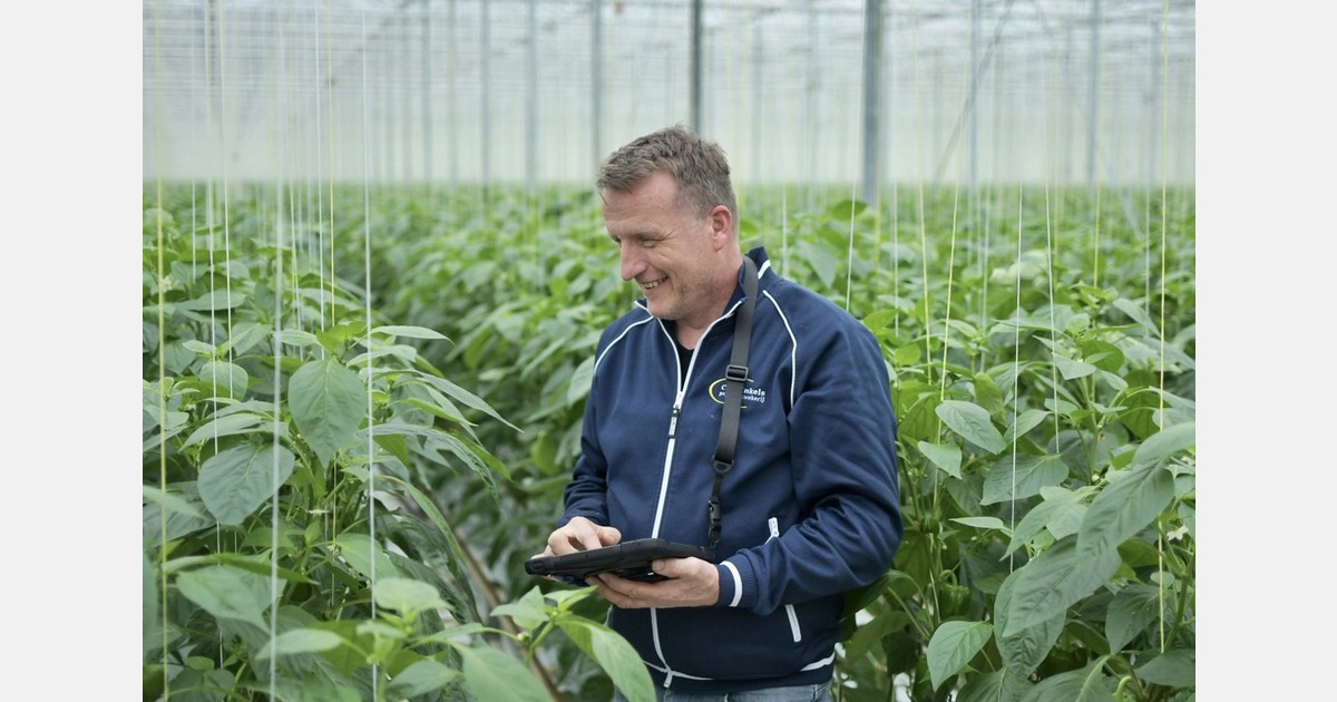 Smart software helps pepper grower to increase production