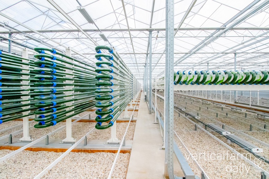 NL: Algae grower pivots from hybrid to growing indoors without daylight