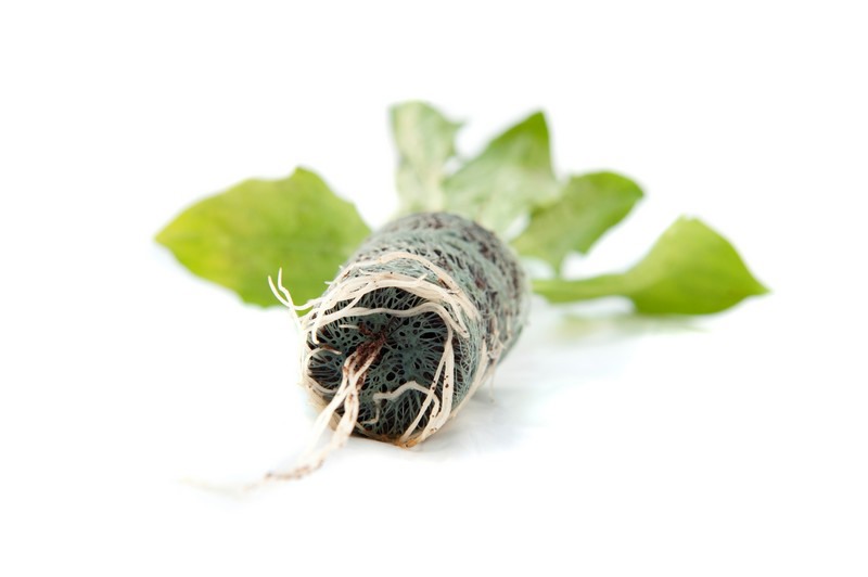 Growcoon officially approved for organic cultivation in Spain